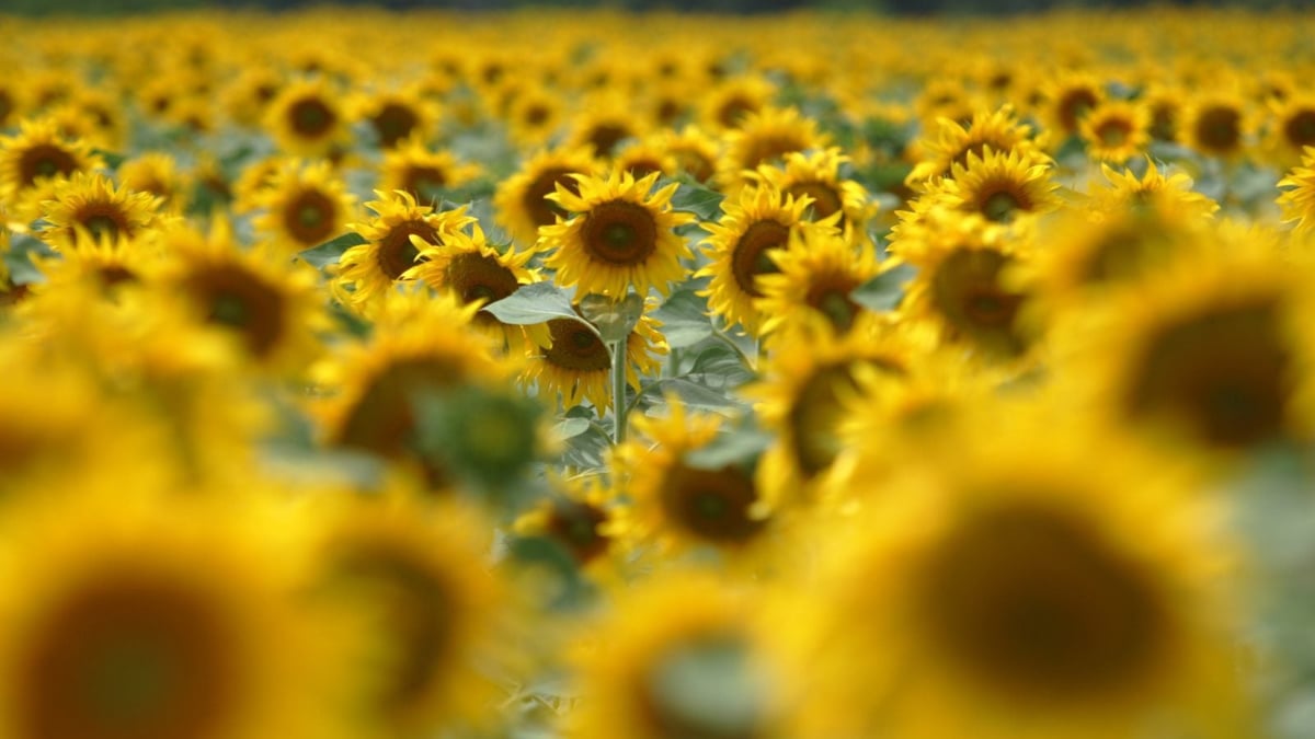 One plant has the ability to help us understand climate change