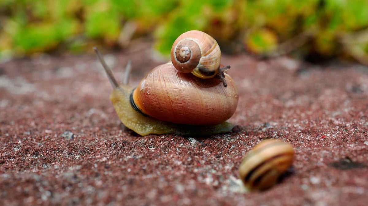 Scientists are turning to tiny venomous snails to create alternatives ...