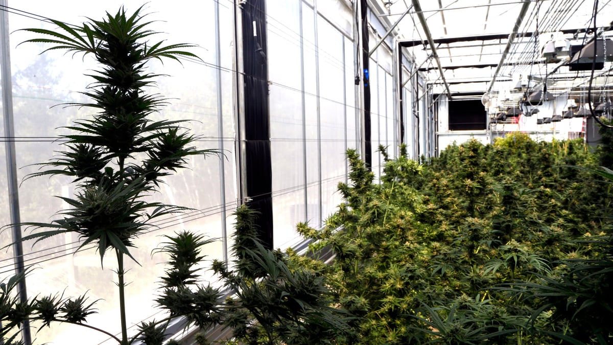 Oregon has more legal cannabis than the state can consume in six years