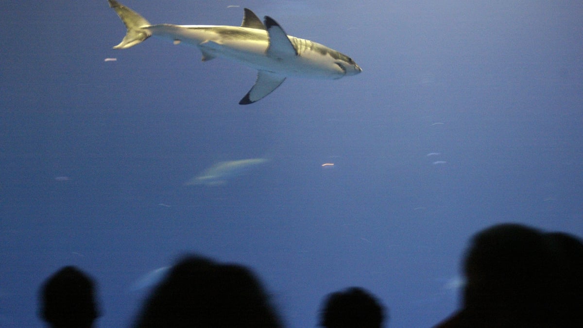 A great white shark died just three days after it was put in an aquarium