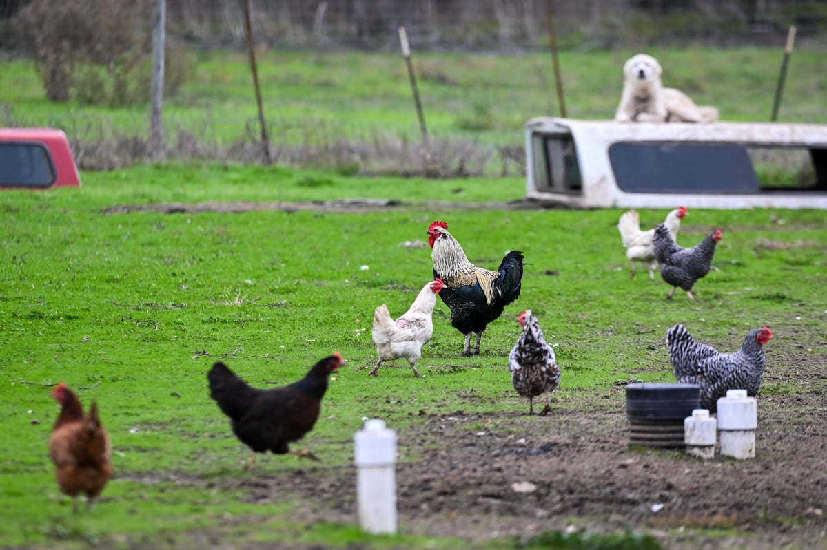 Bird flu mutations in the US's first severe H5N1 case may boost the ...