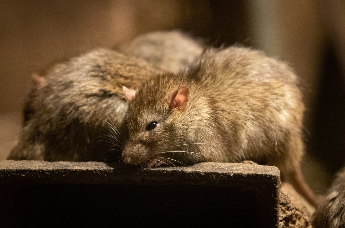 The 10 most rat-infested cities in America
