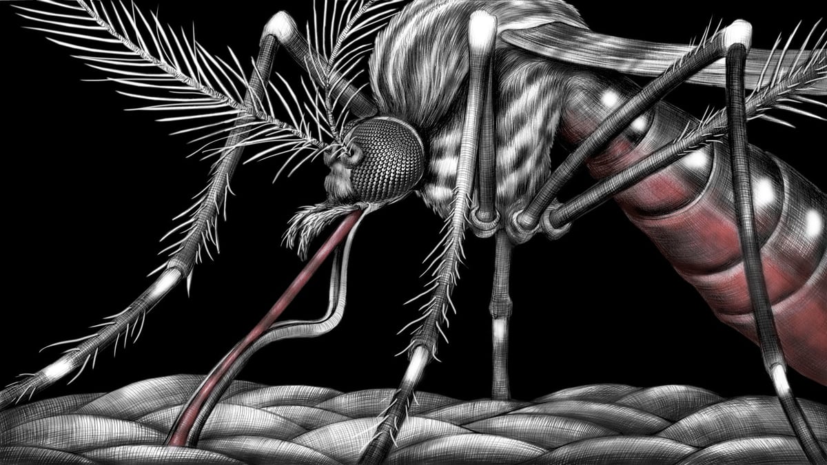 Humans are genetically modifying mosquitoes to fight a disease we ...