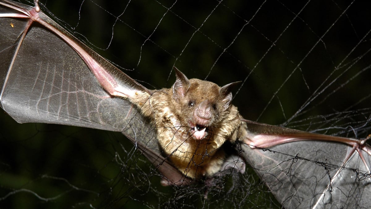 There’s now a vampire bat robot that can walk and fly on its own