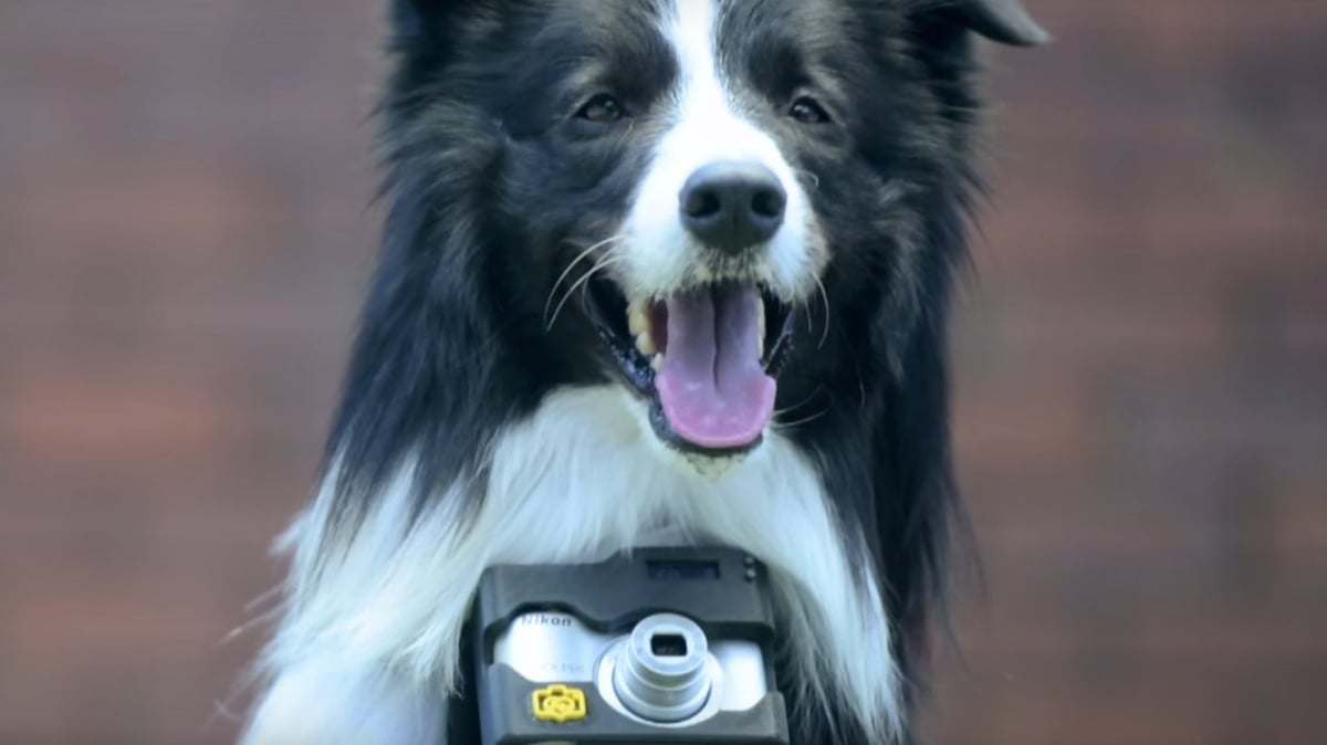 Nikon made a camera that lets dogs take photos of things they like