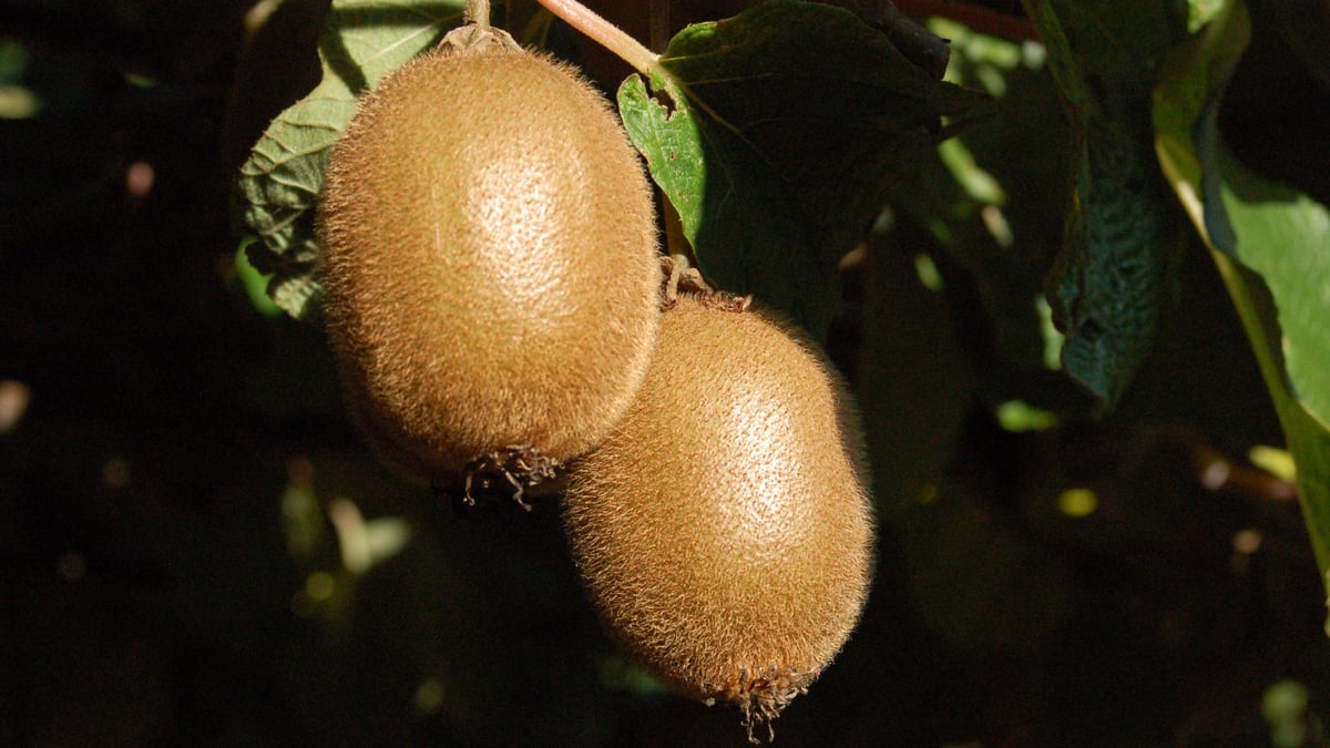What the TPP means for a small fuzzy fruit sold in Japanese grocery stores