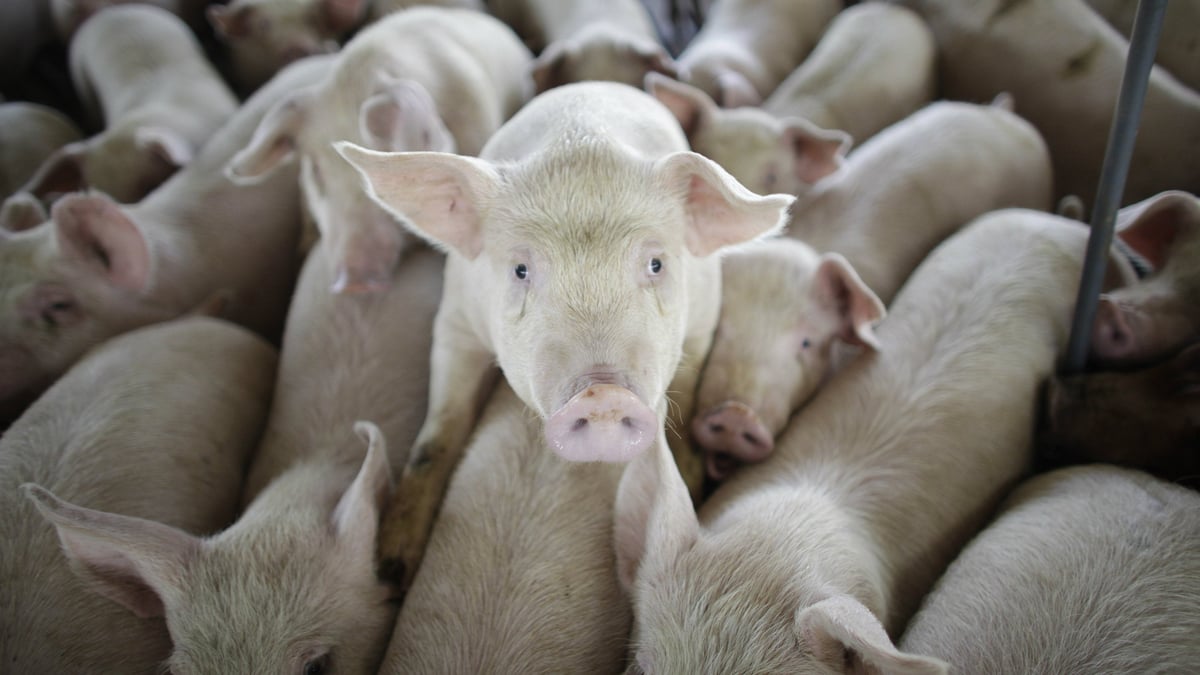 Just months after Big Pork said it couldn’t be done, Tyson is raising ...