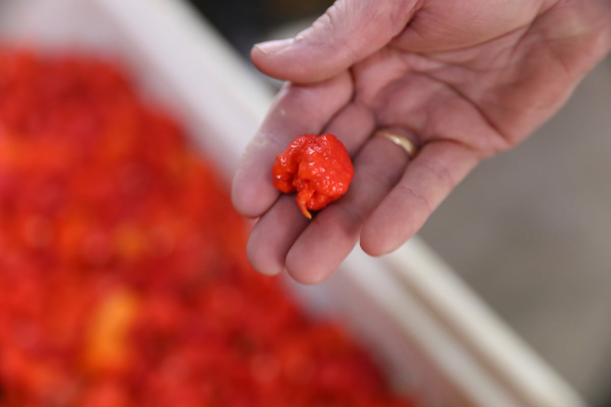 Pepper X marks the spot as South Carolina pepper expert scorches his ...