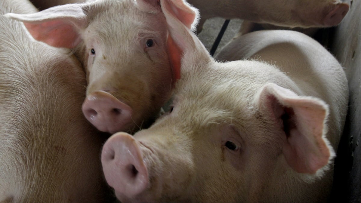 A controversial American pork growth drug is center stage in an ...