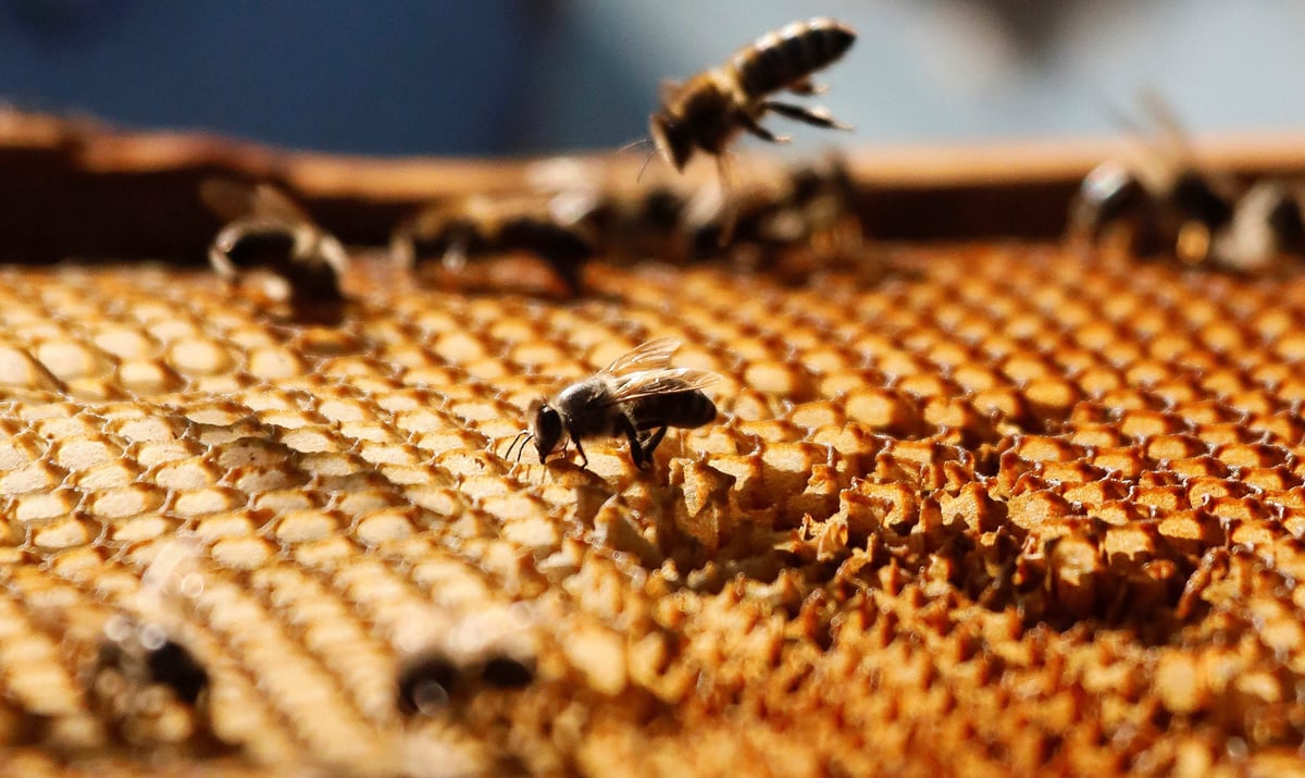 As bees feel the sting of climate change, here’s a way to let them keep ...