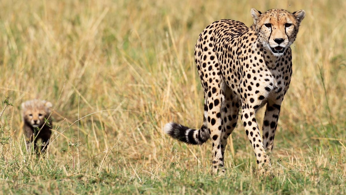 There are only 7,100 wild cheetah left in the world