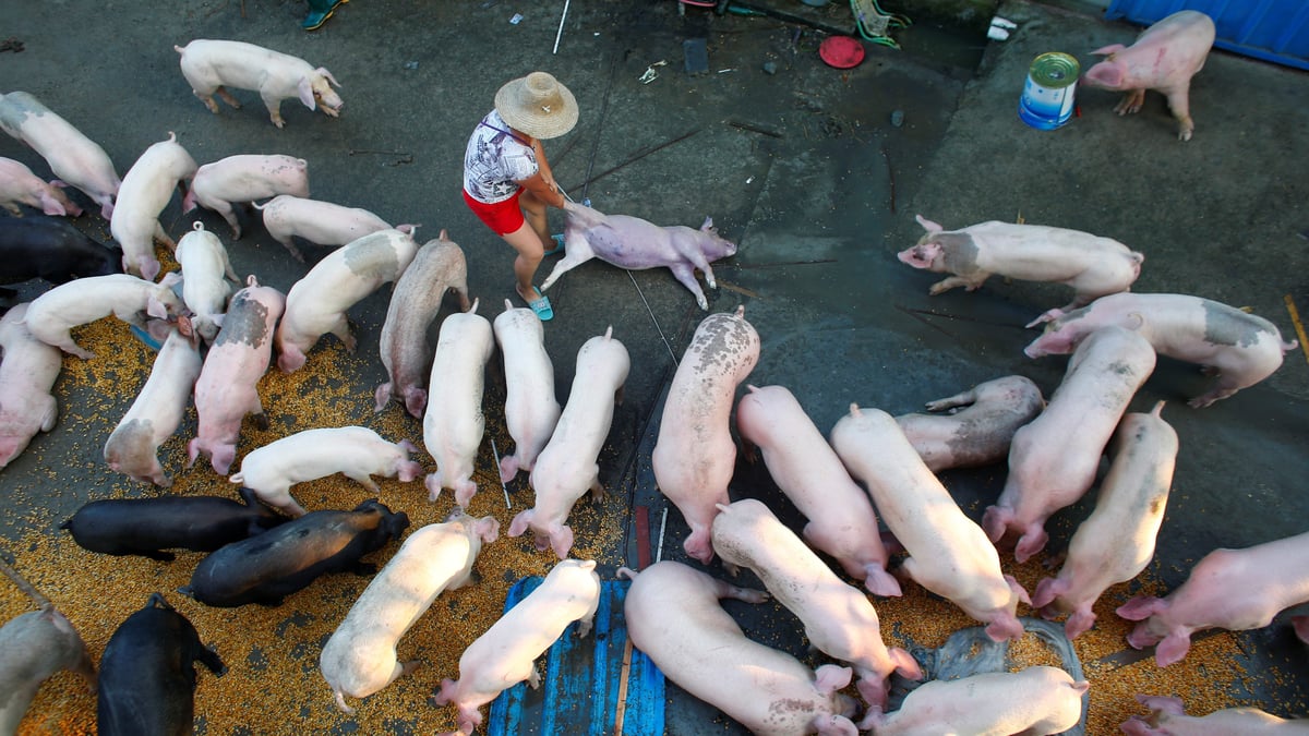 China is producing way more pork than it actually wants to eat
