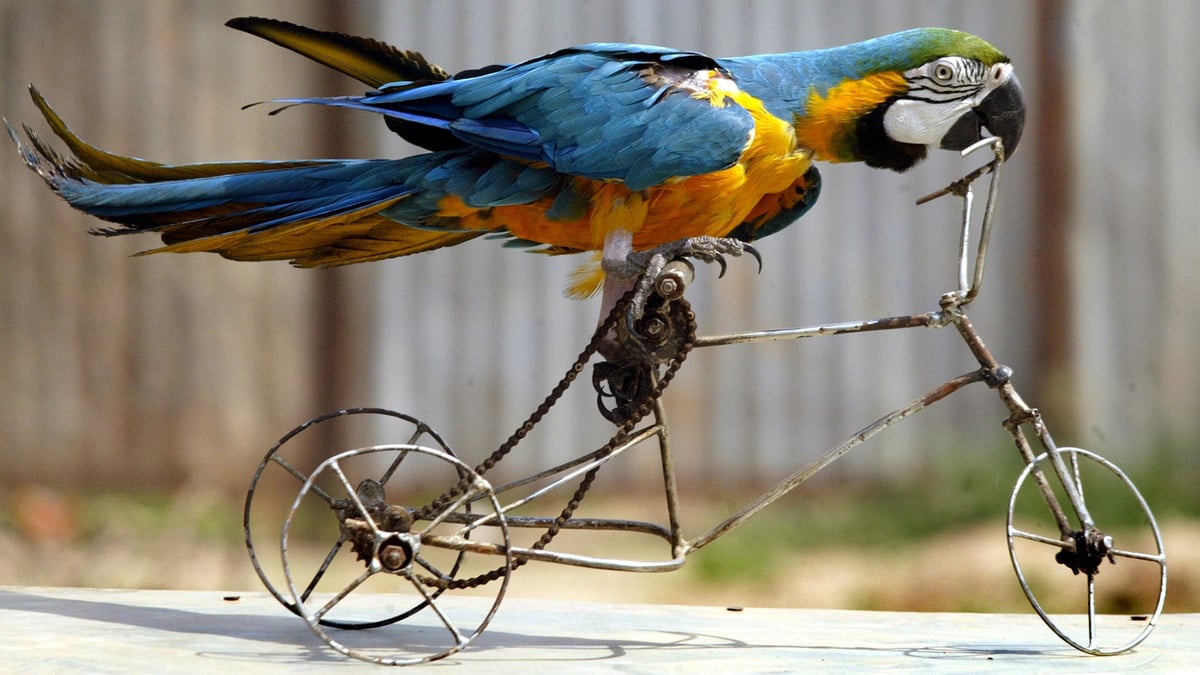 Scientists looked inside bird brains and found they’re far more ...