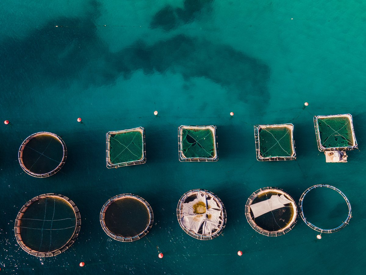More fish were farmed than caught for the first time ever