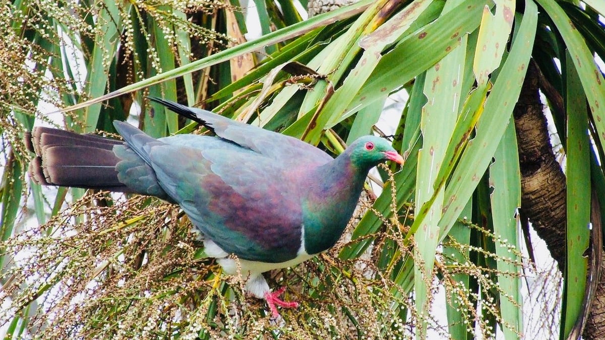 Meet the kererū, New Zealand’s “gluttonous and glamorous” bird of the ...