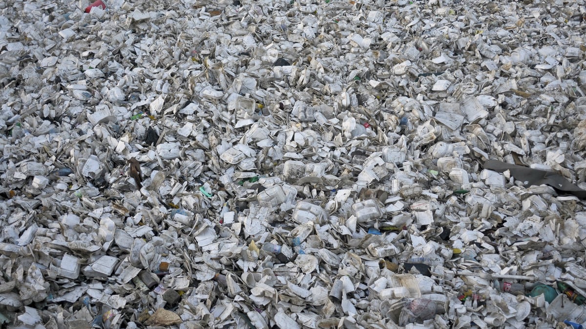 The common mealworm might be the solution to our plastic waste problem