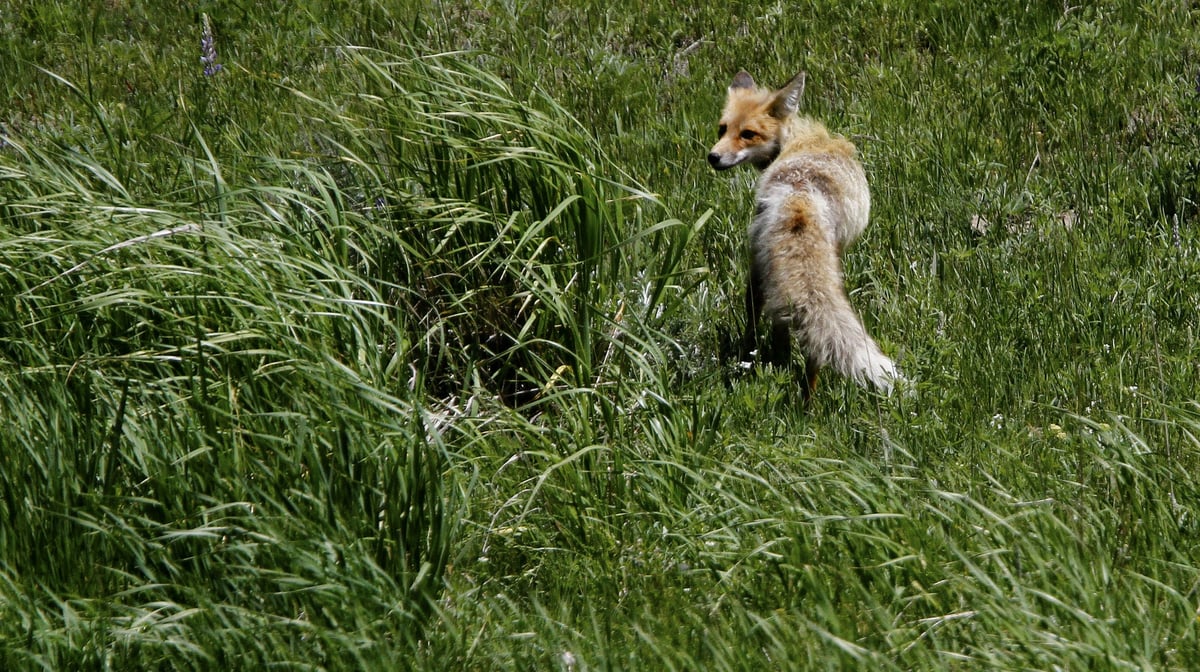 China’s “Operation Fox Hunt” just bagged a trophy in Italy