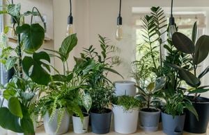 Plant subscription boxes to bring more greenery to your home