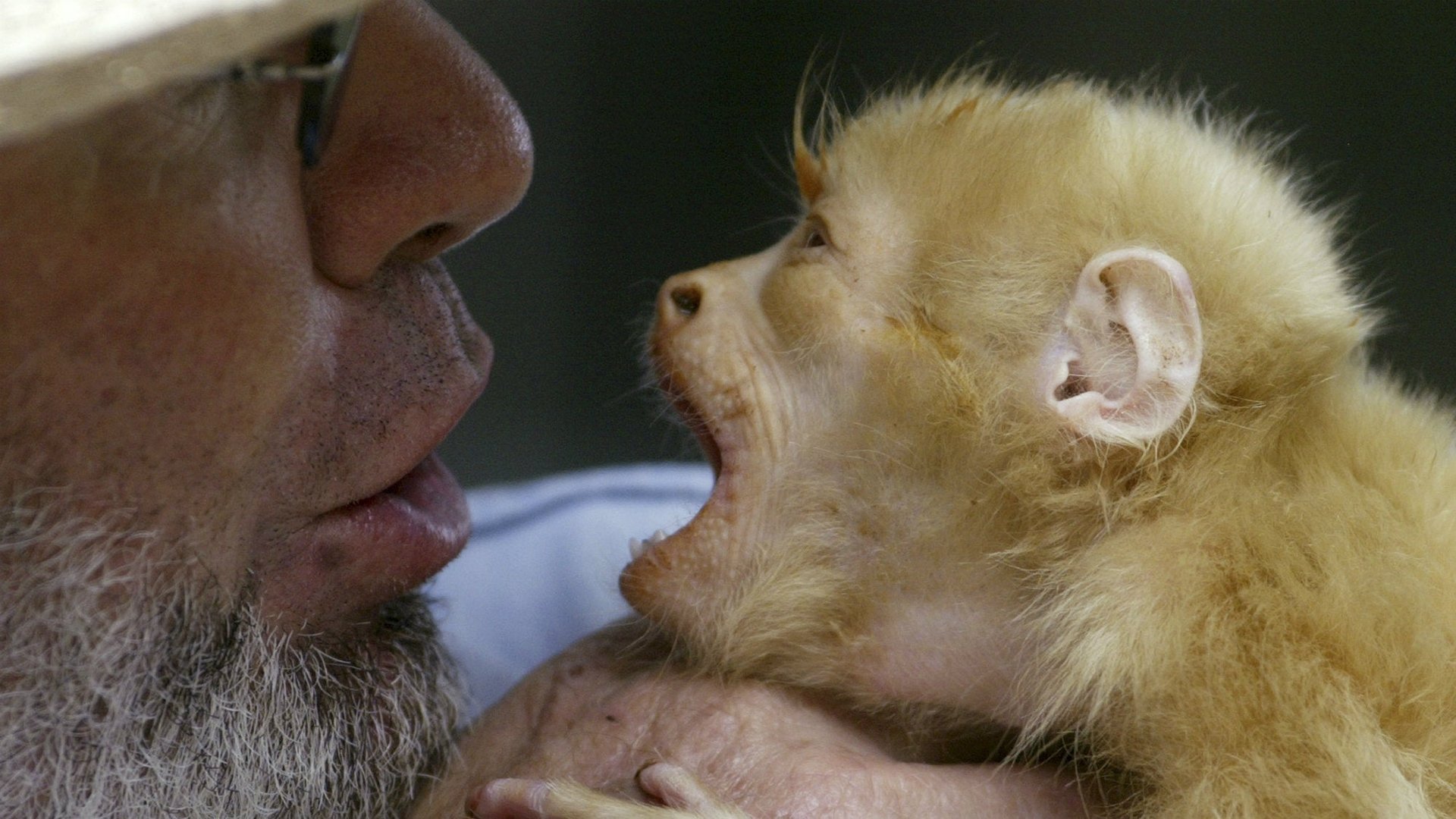The loudest monkeys have the smallest balls