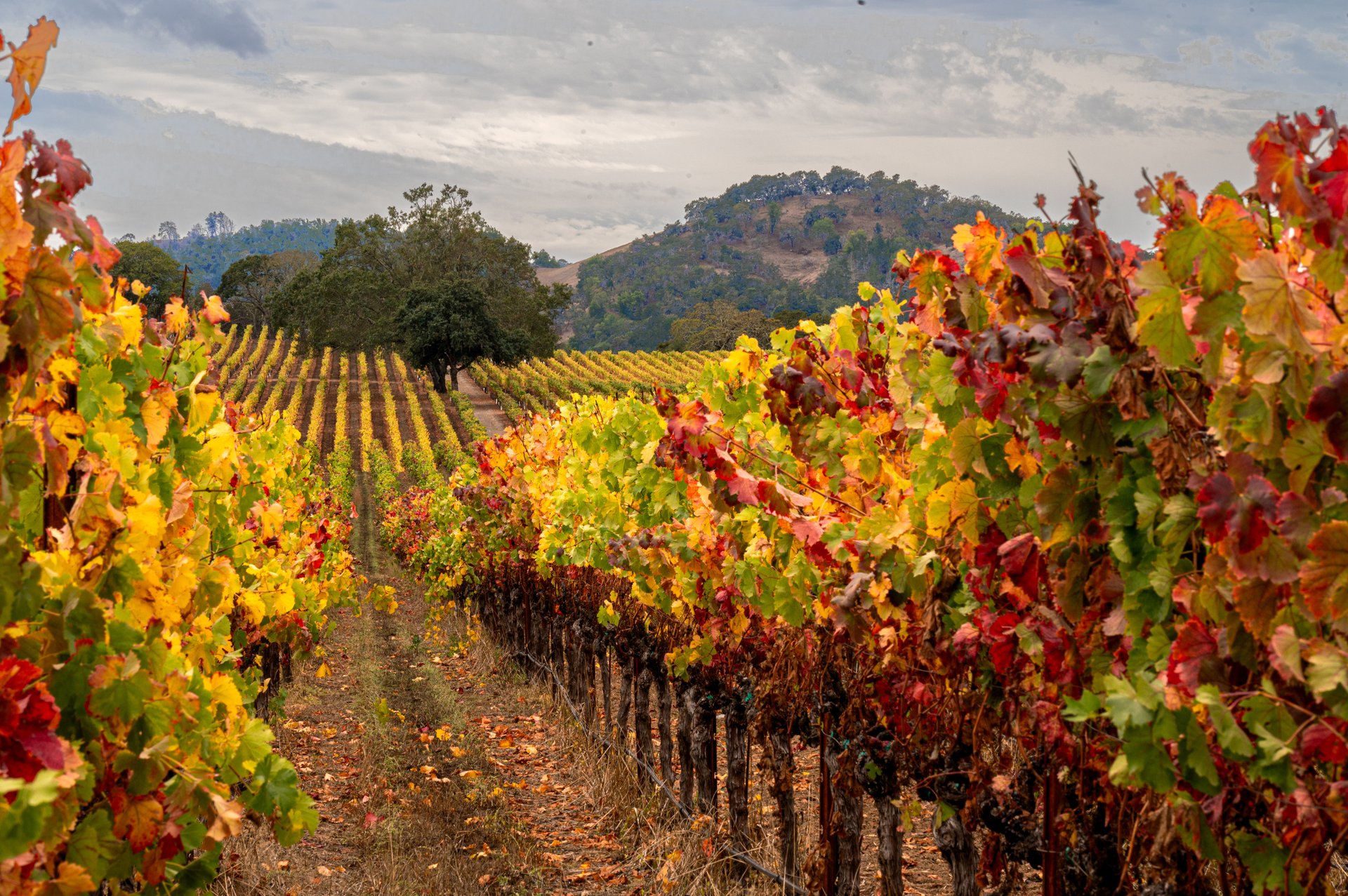 The most beautiful wine destinations in the world