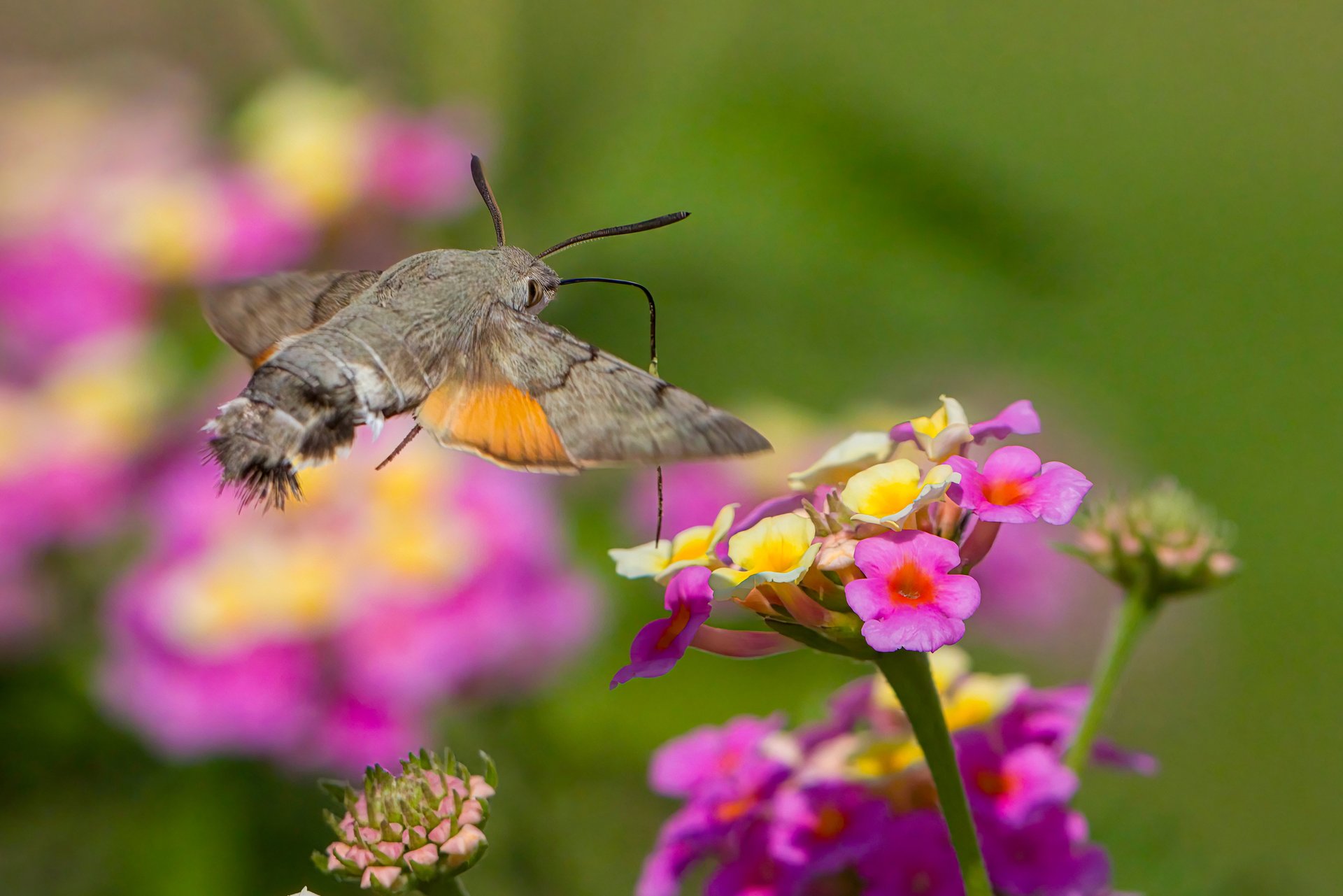 20 insects and why they matter more than you think