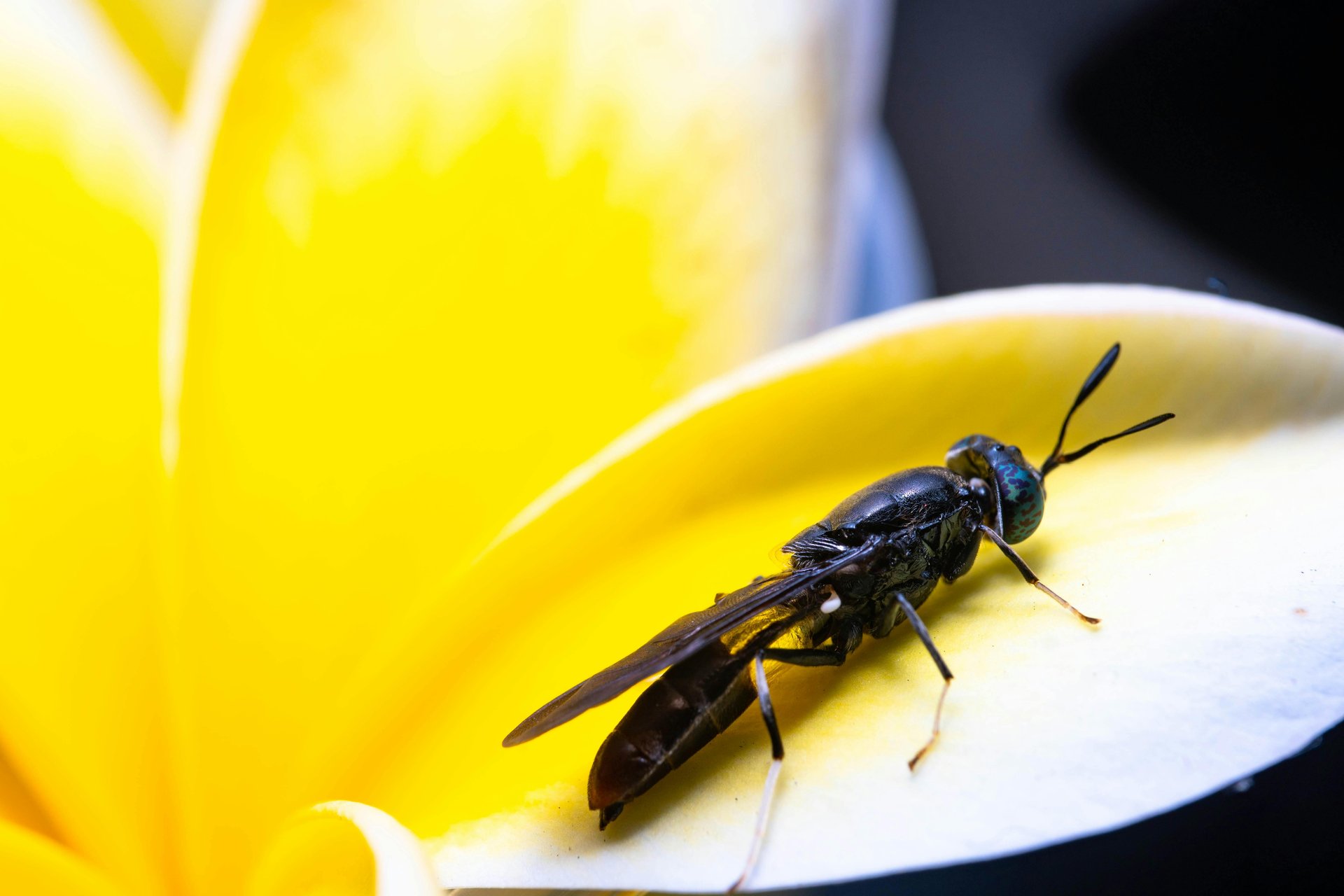 20 insects and why they matter more than you think